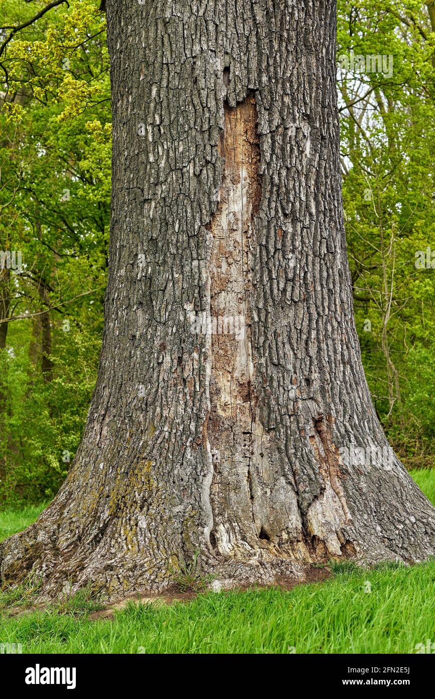 Trunk of a sick oak tree Stock Photo - Alamy
