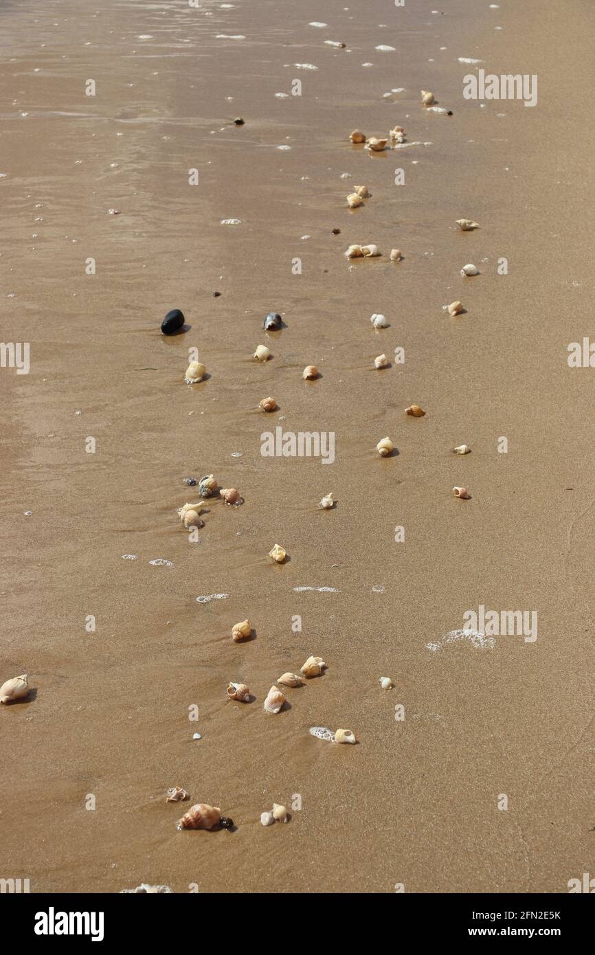 Front side of the sea shells hi-res stock photography and images - Alamy