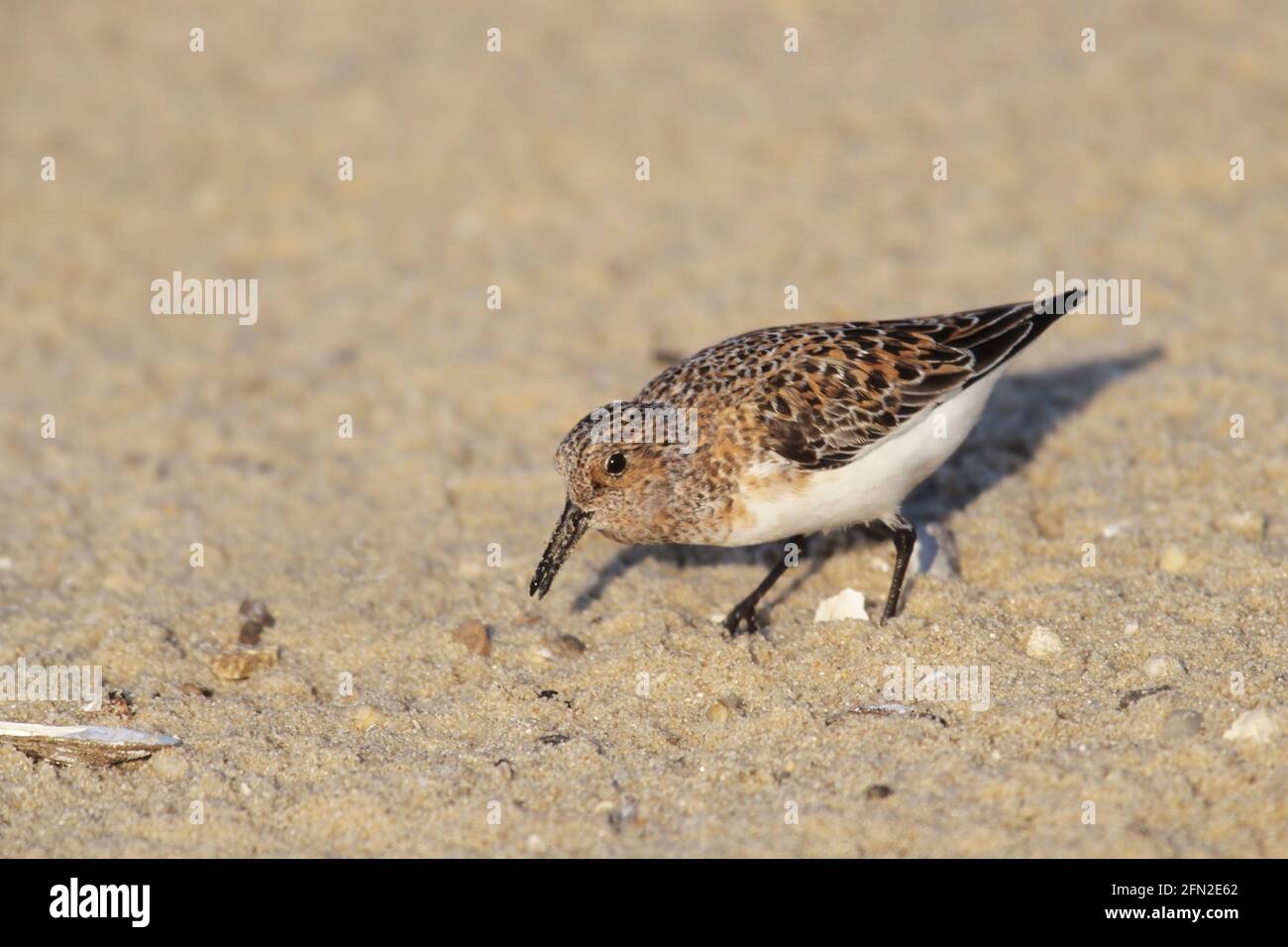 Horseshoe crab hi-res stock photography and images - Alamy