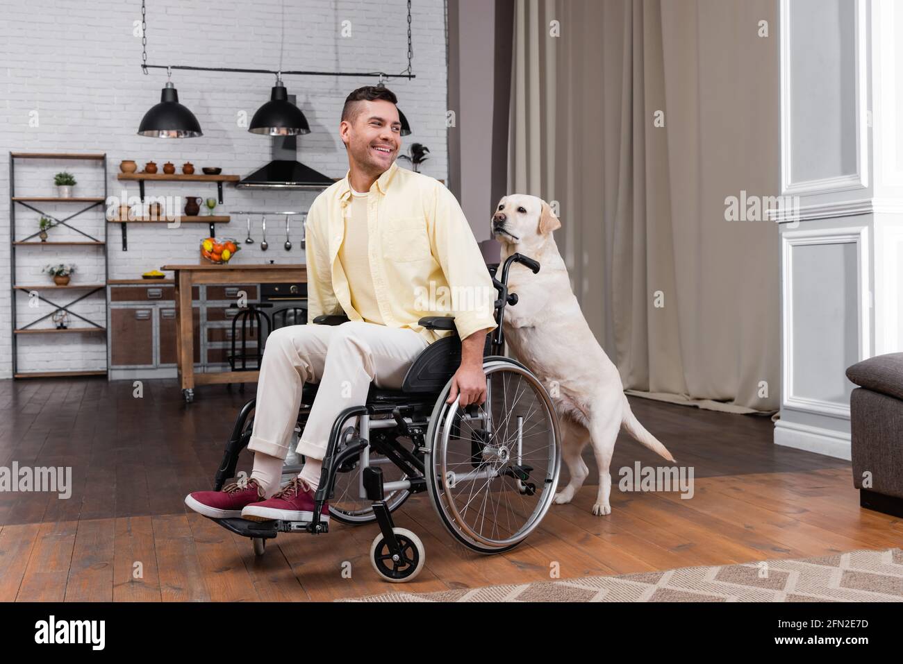 labrador dog pushing wheelchair with cheerful, disabled man Stock Photo ...