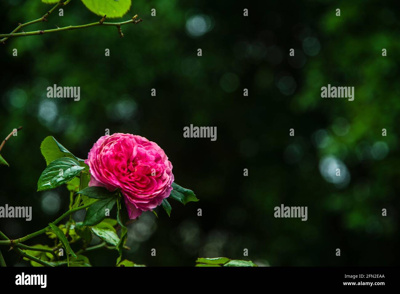Chinese rose flower blossoming in garden Stock Photo - Alamy