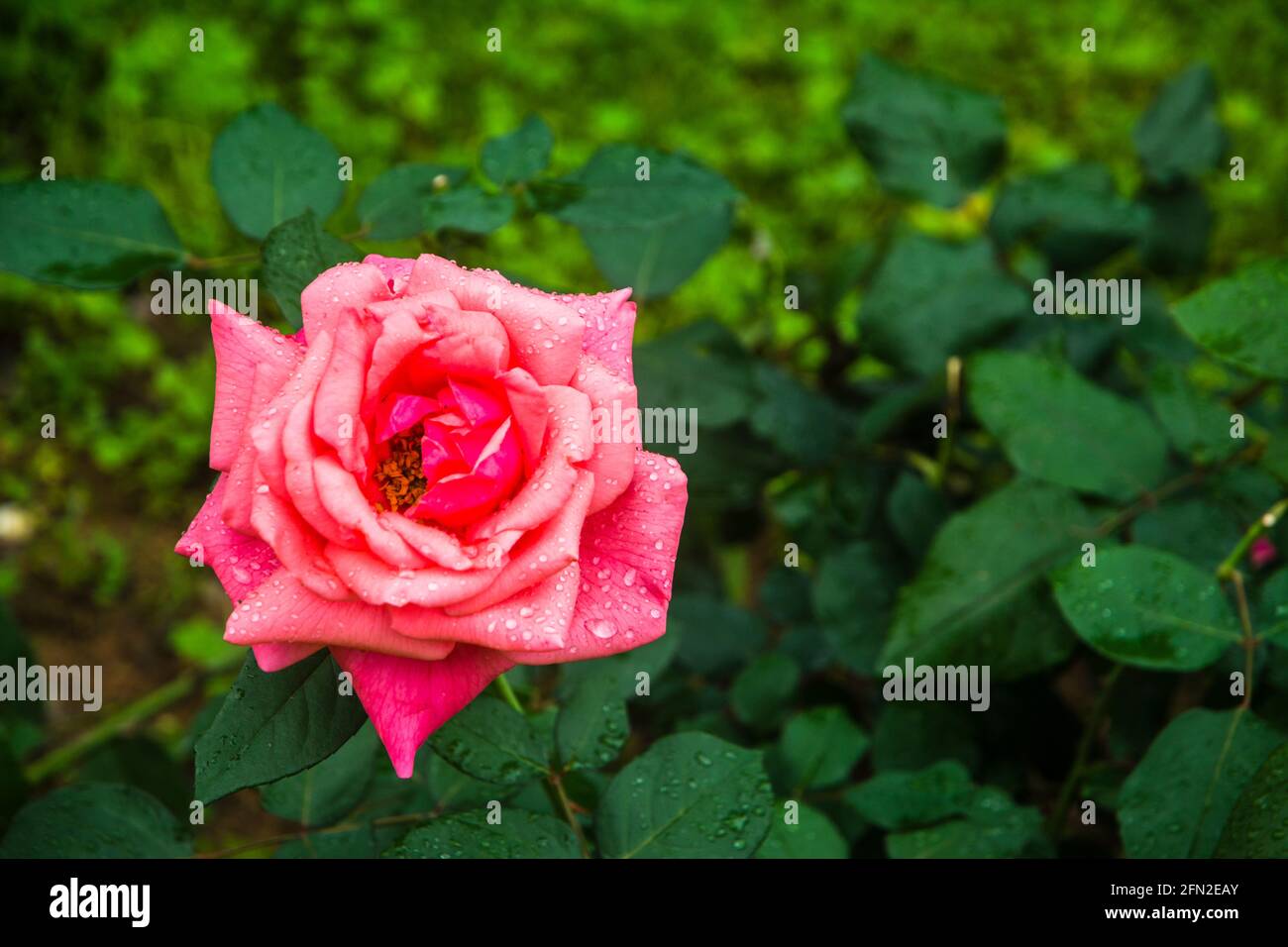Chinese rose hi-res stock photography and images - Alamy