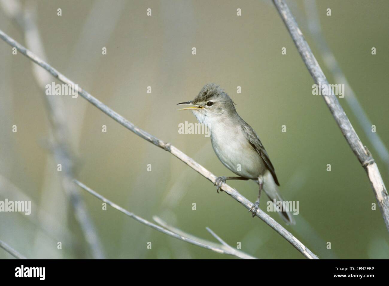 European warblers hi-res stock photography and images - Alamy