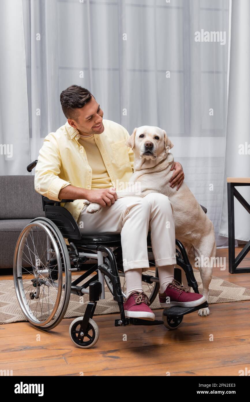 cheerful, disabled man hugging labrador while sitting in wheelchair ...