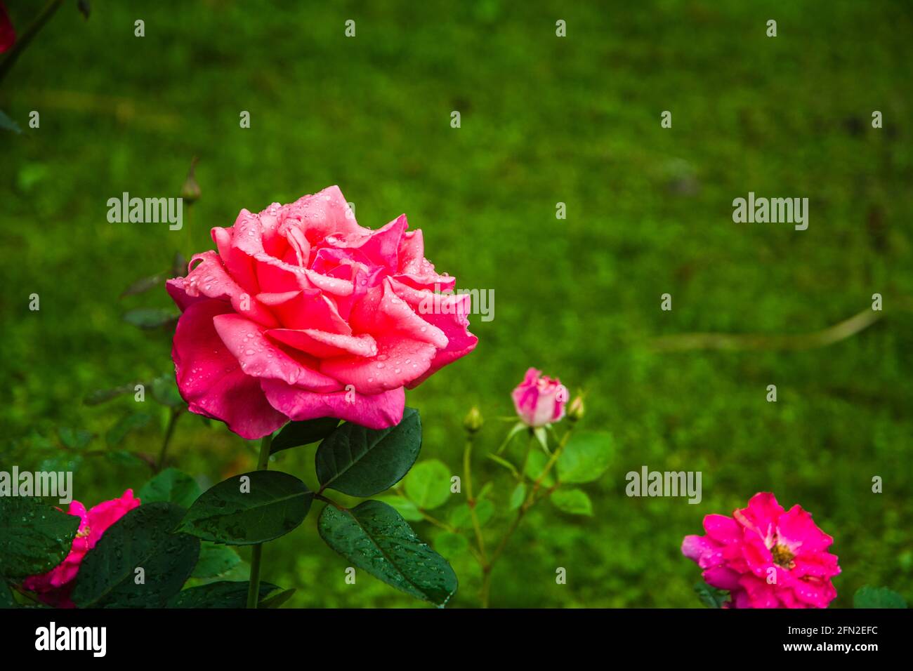 Chinese rose flower blossoming in garden Stock Photo - Alamy