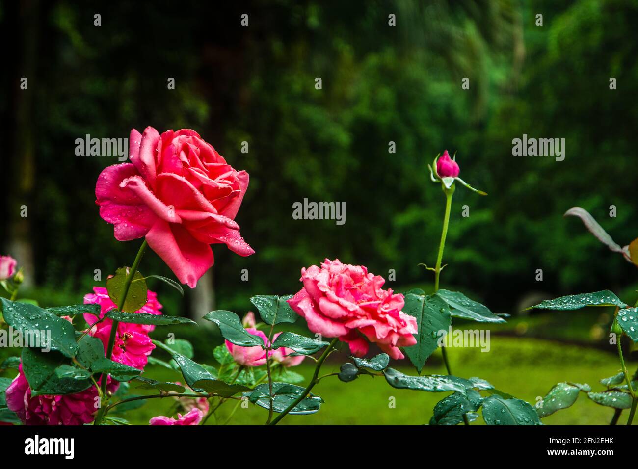 Chinese garden background hi-res stock photography and images - Alamy