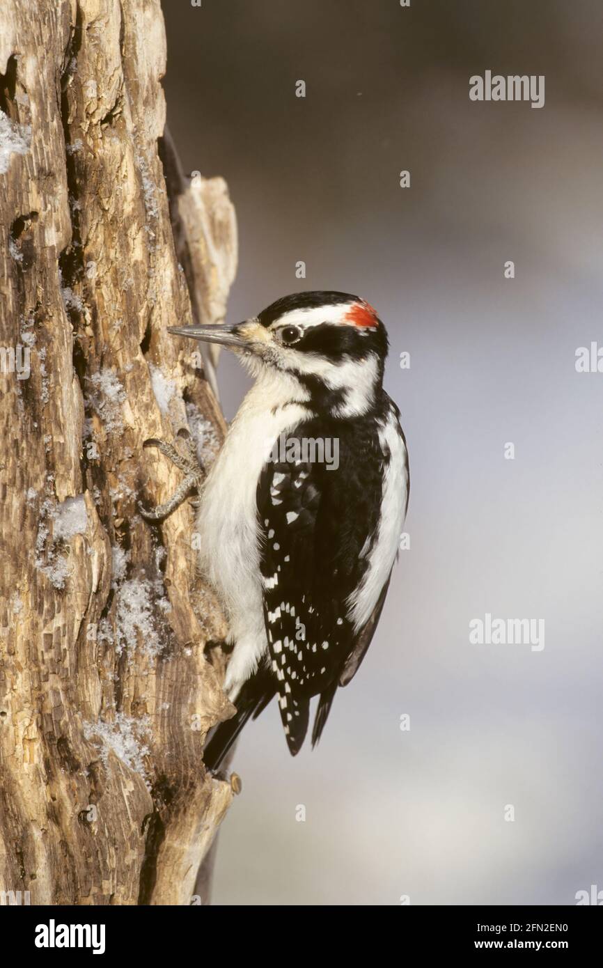 North American Woodpeckers High Resolution Stock Photography and Images ...