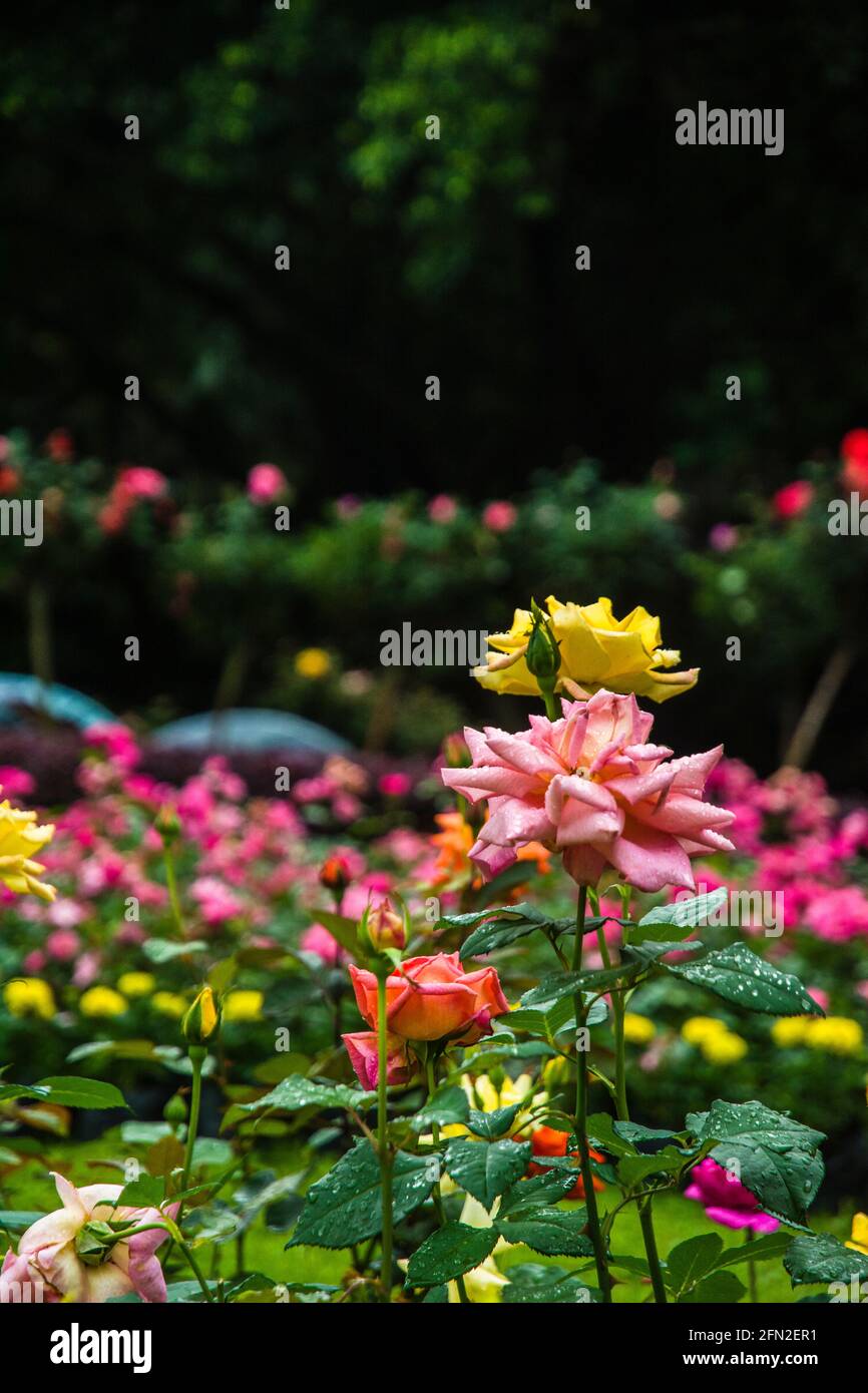 Chinese garden background hi-res stock photography and images - Alamy