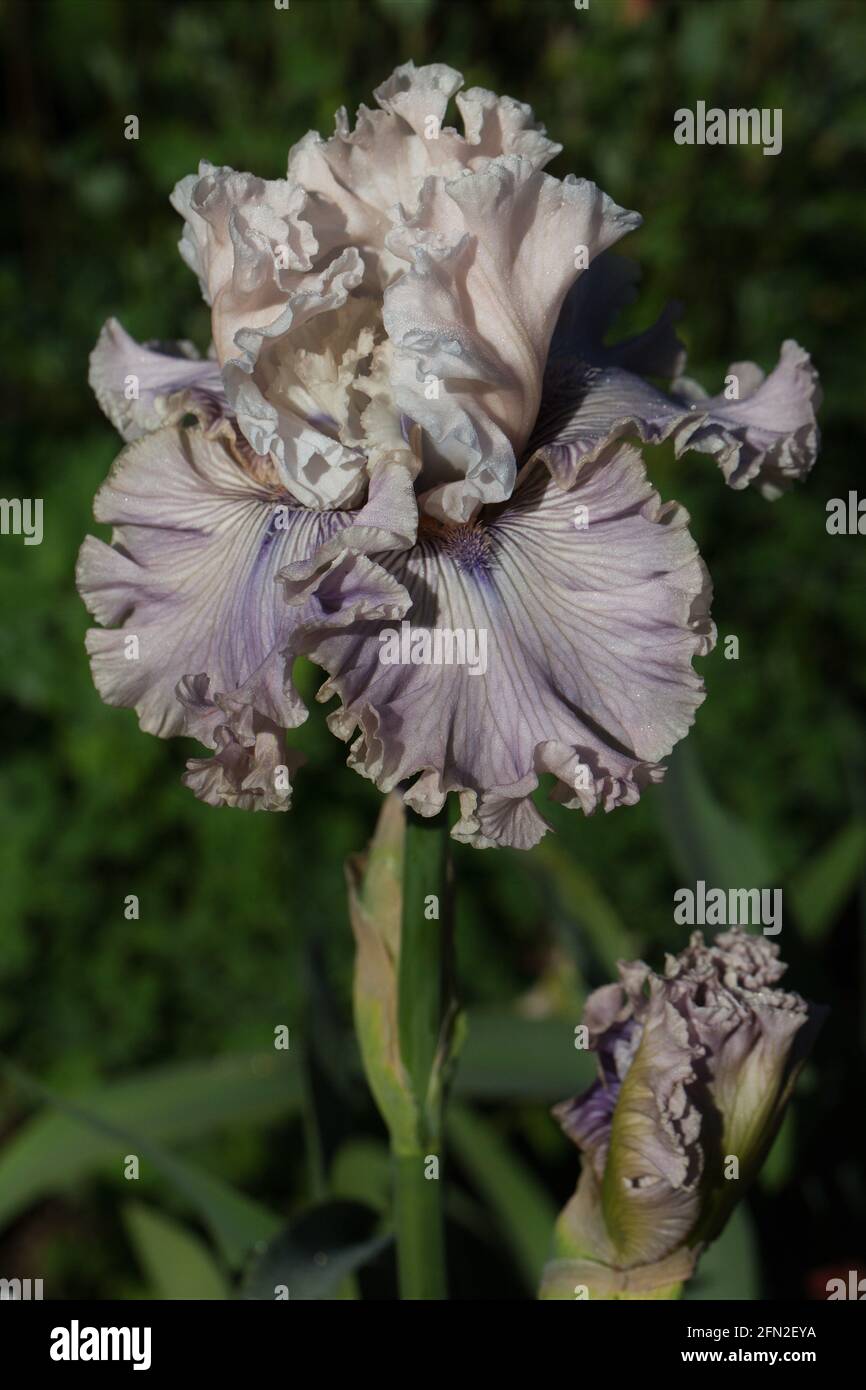 Iris 'Haunted Heart' bearded iris Stock Photo - Alamy