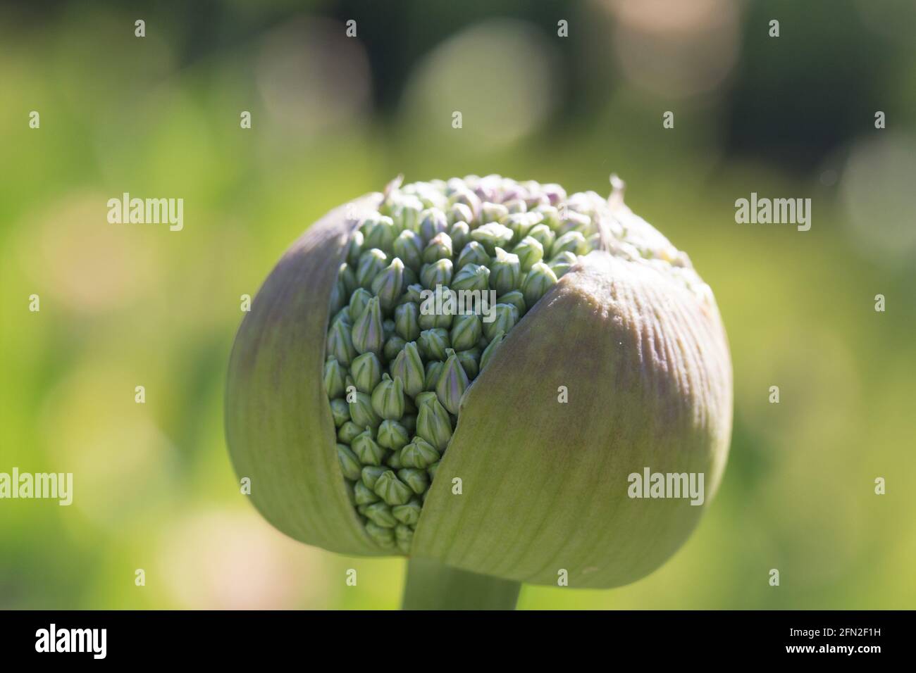An allium blossom splitting open and ready to bloom Stock Photo - Alamy