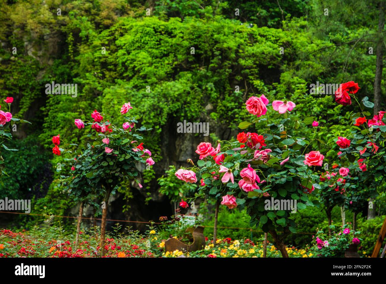 Chinese rose flower blossoming in garden Stock Photo - Alamy