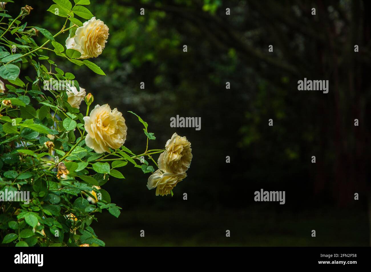 The blossoming Chinese rose flower closeup Stock Photo - Alamy