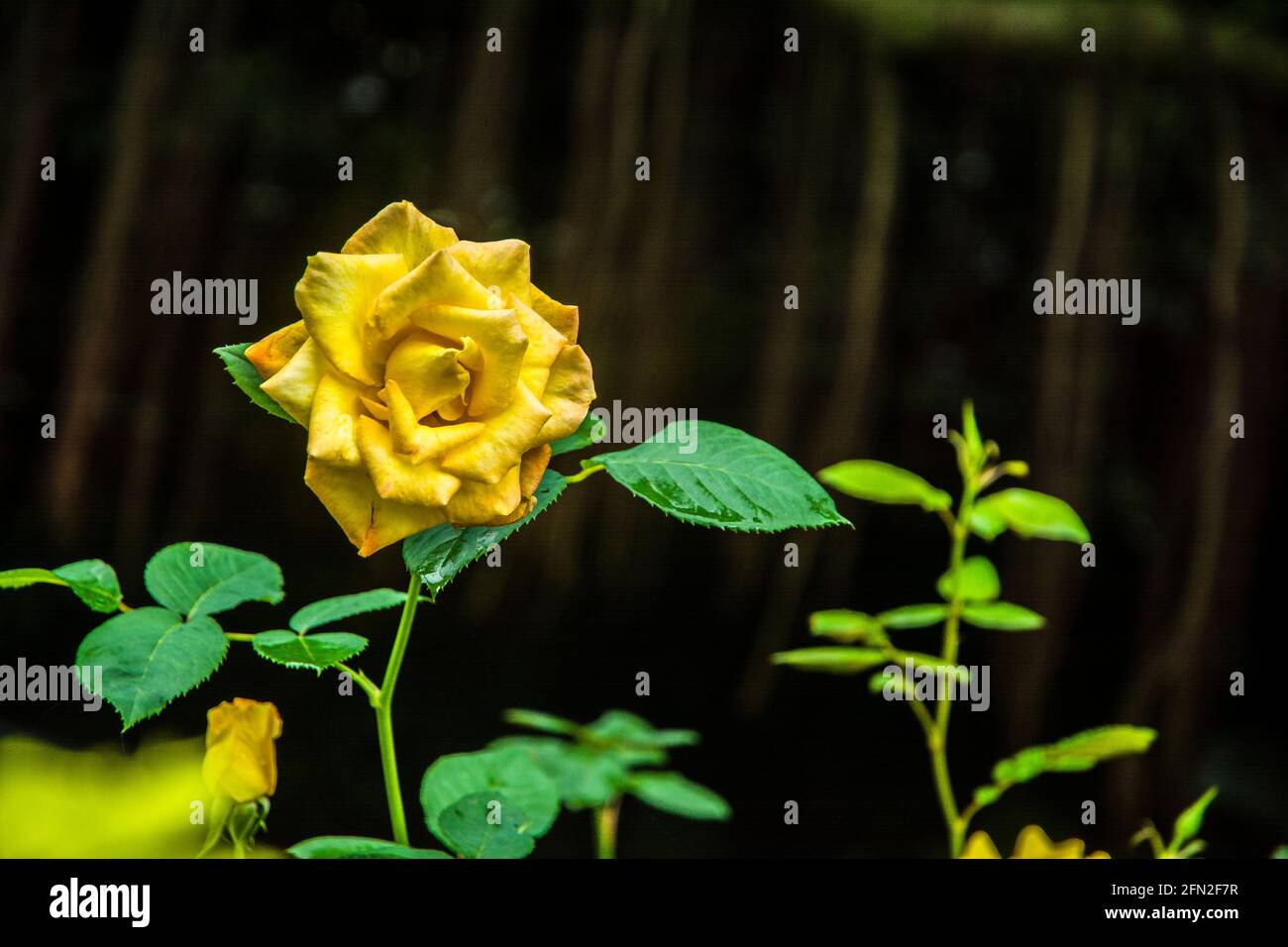 The blossoming Chinese rose flower closeup Stock Photo - Alamy