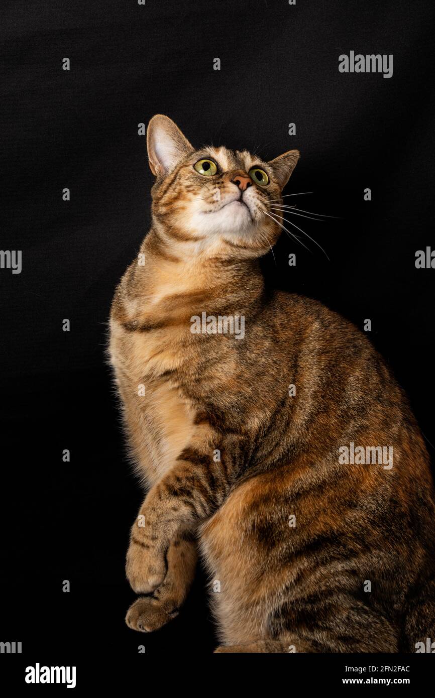 Cat raised paws hi-res stock photography and images - Alamy