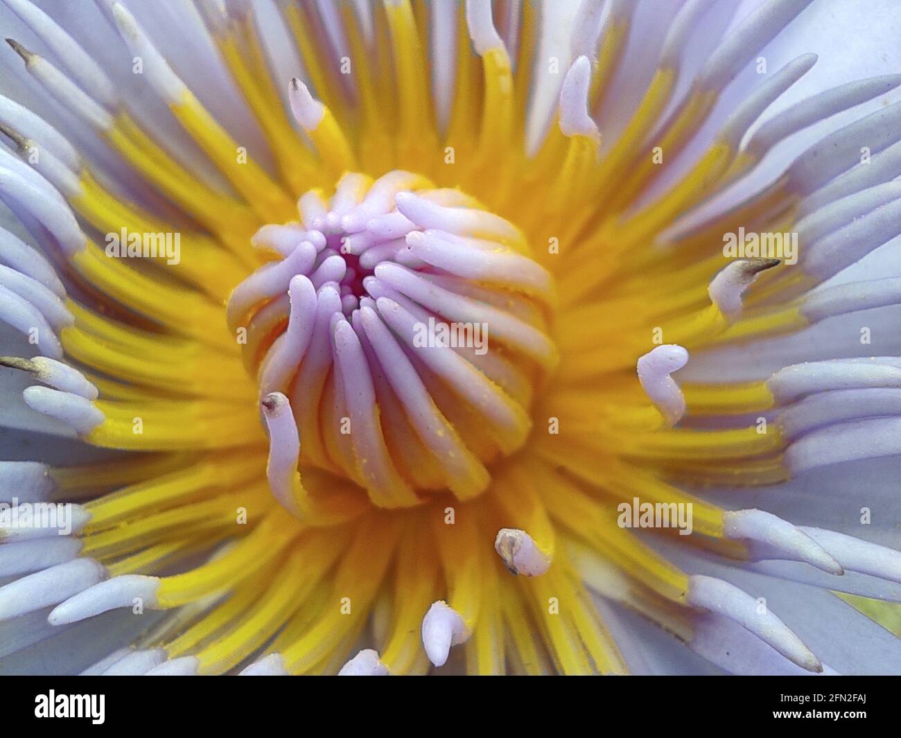 beautiful water lilly flower in bature background Stock Photo - Alamy