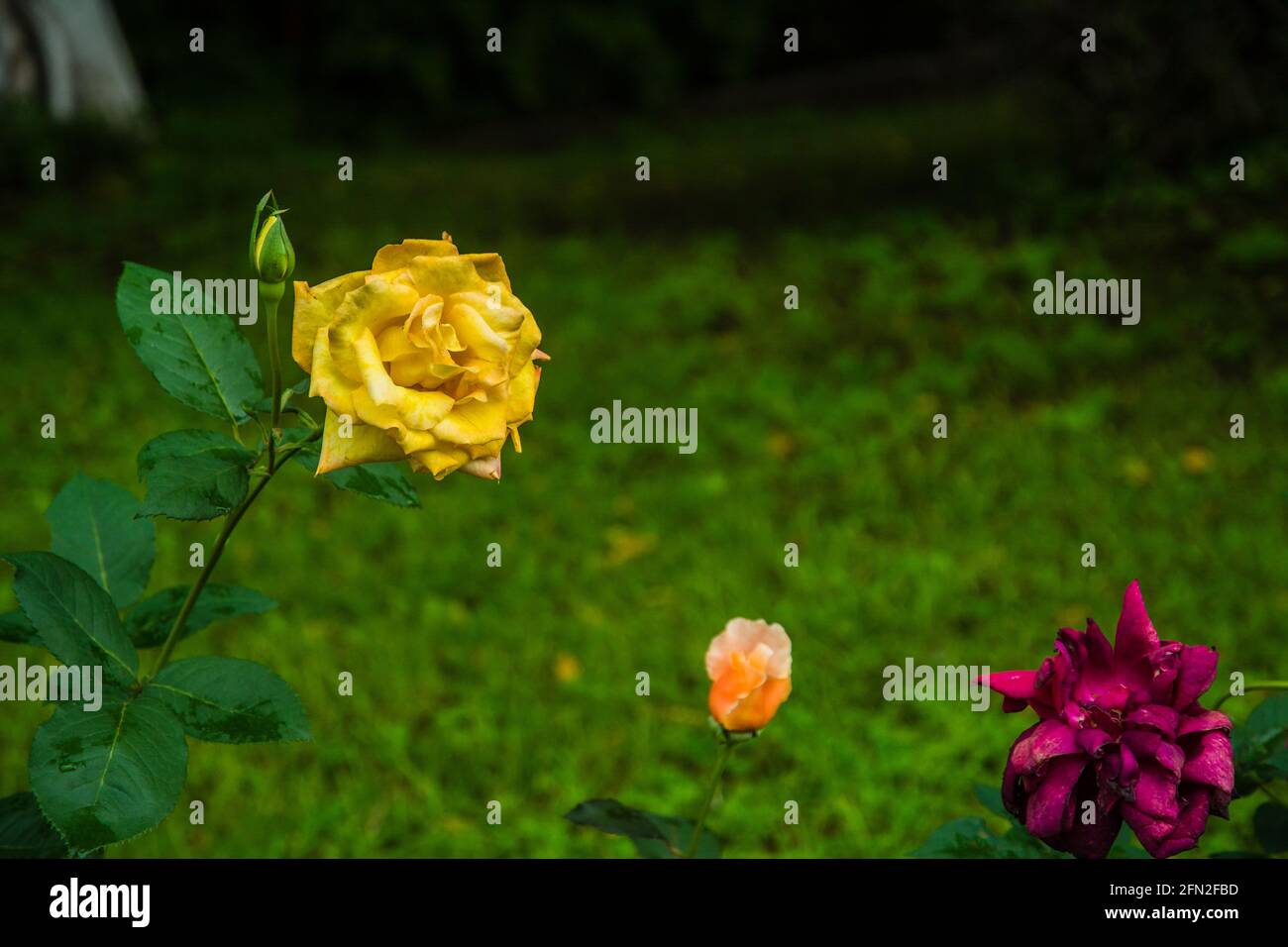 The blossoming Chinese rose flower closeup Stock Photo - Alamy