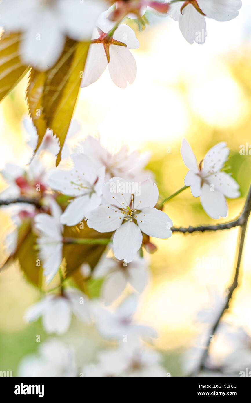 Blooming flowers on a tree branch. Spring nature background Stock Photo ...