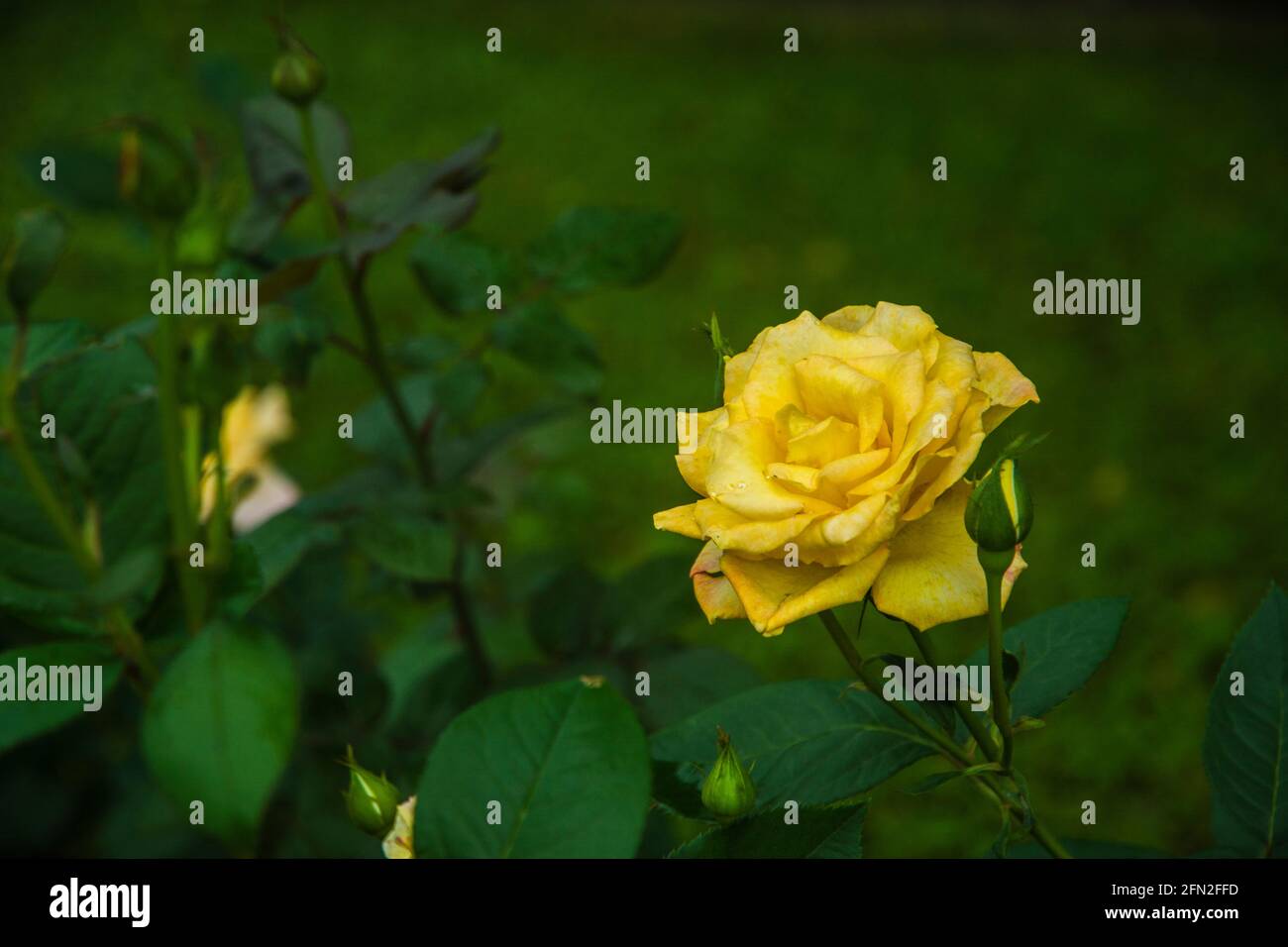 The blossoming Chinese rose flower closeup Stock Photo - Alamy