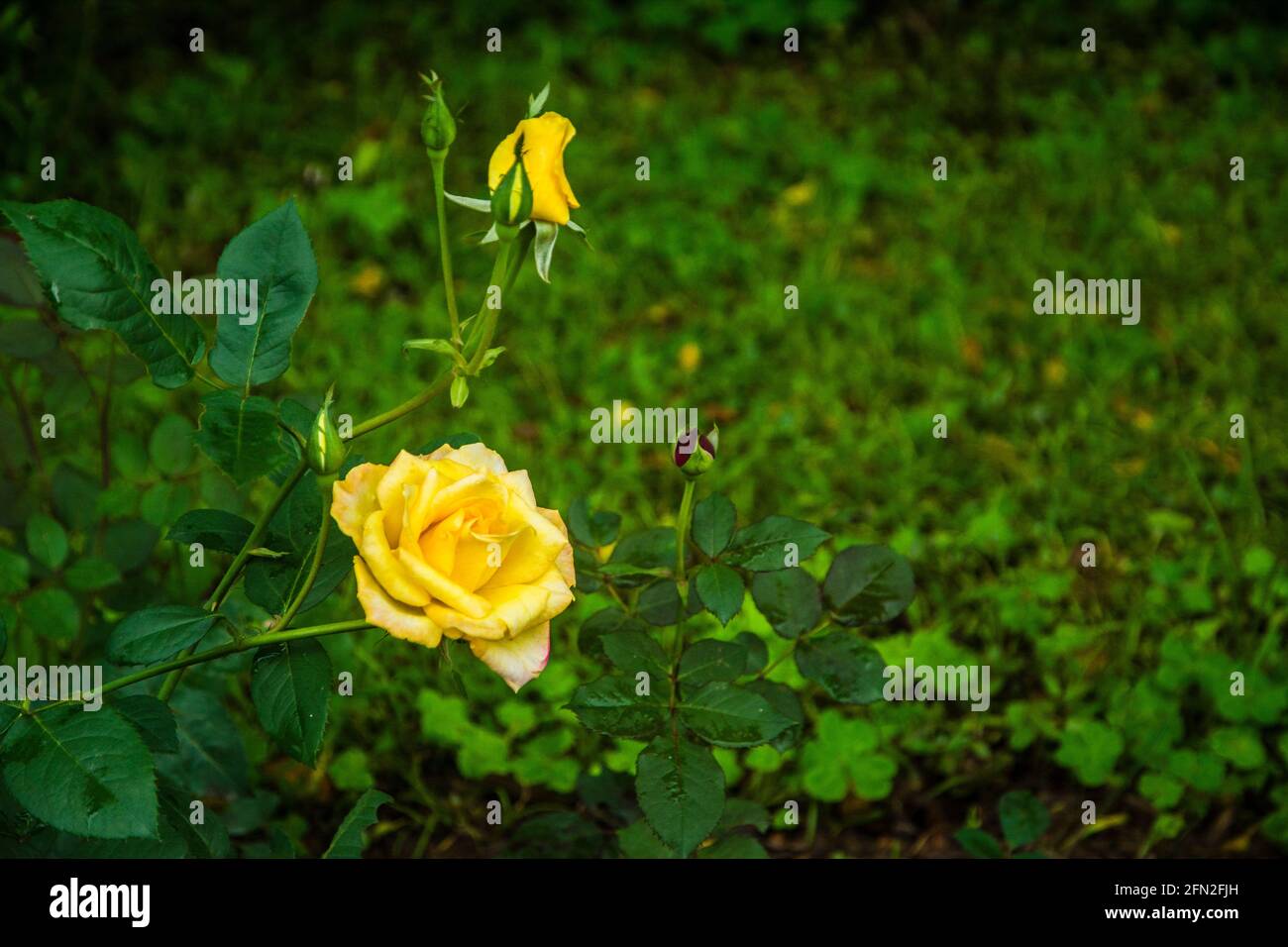 The blossoming Chinese rose flower closeup Stock Photo - Alamy
