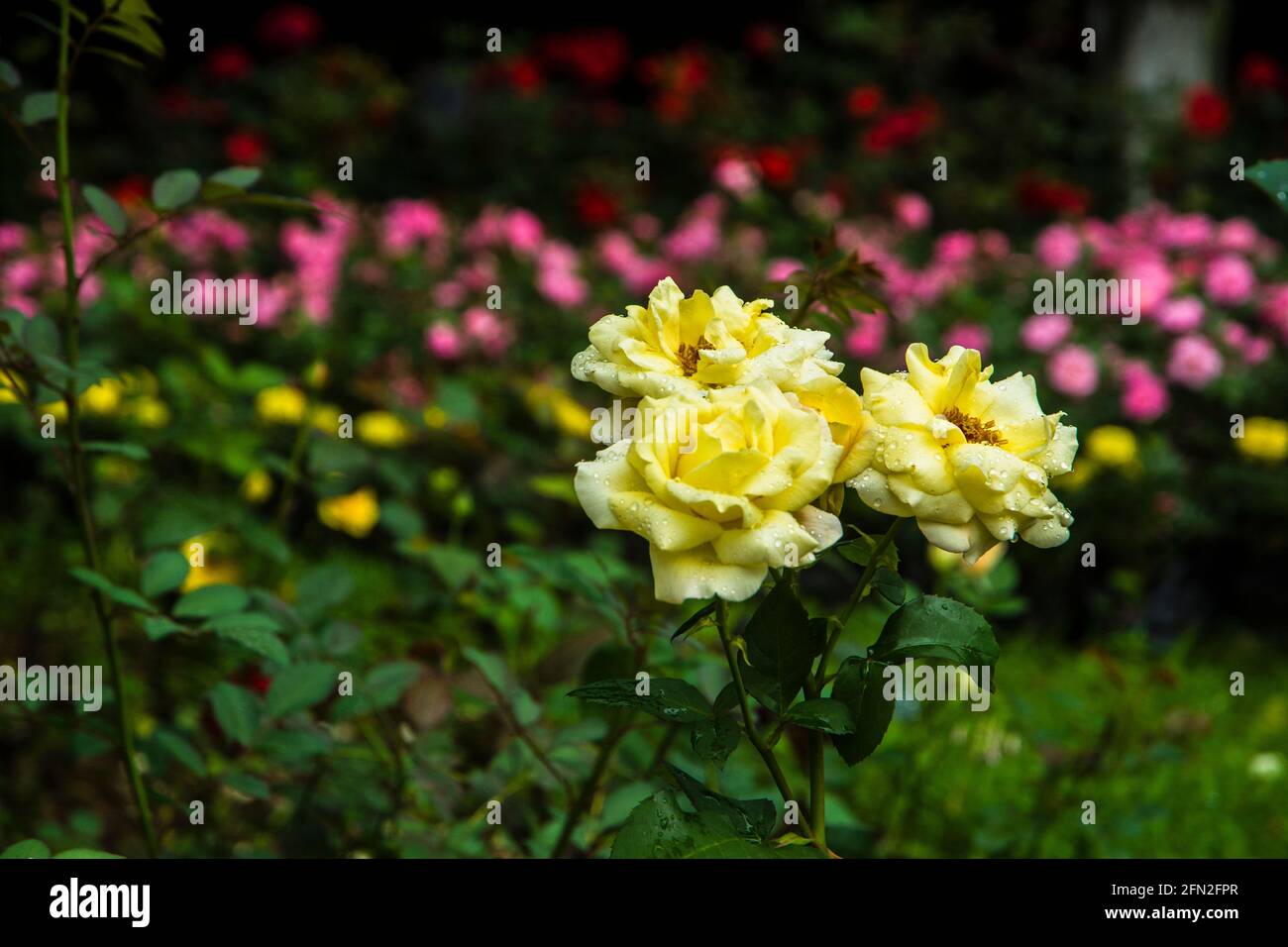 Chinese rose garden hi-res stock photography and images - Alamy