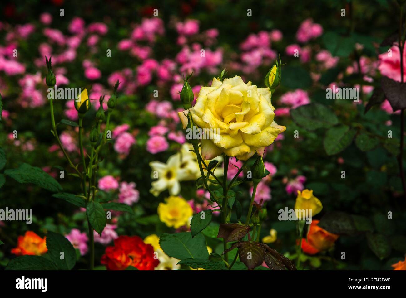 Chinese rose garden hi-res stock photography and images - Alamy
