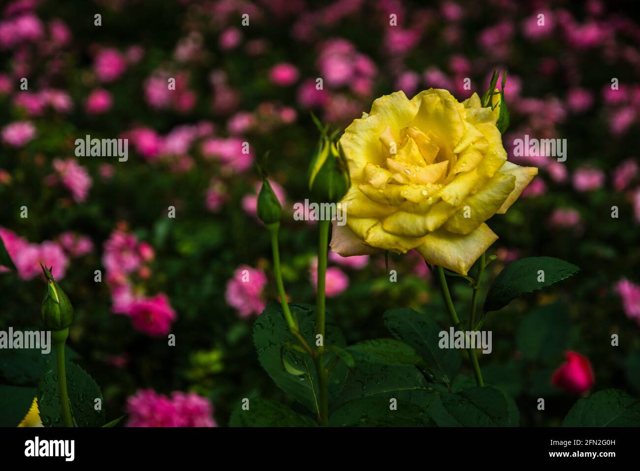 The blossoming Chinese rose flower closeup Stock Photo - Alamy