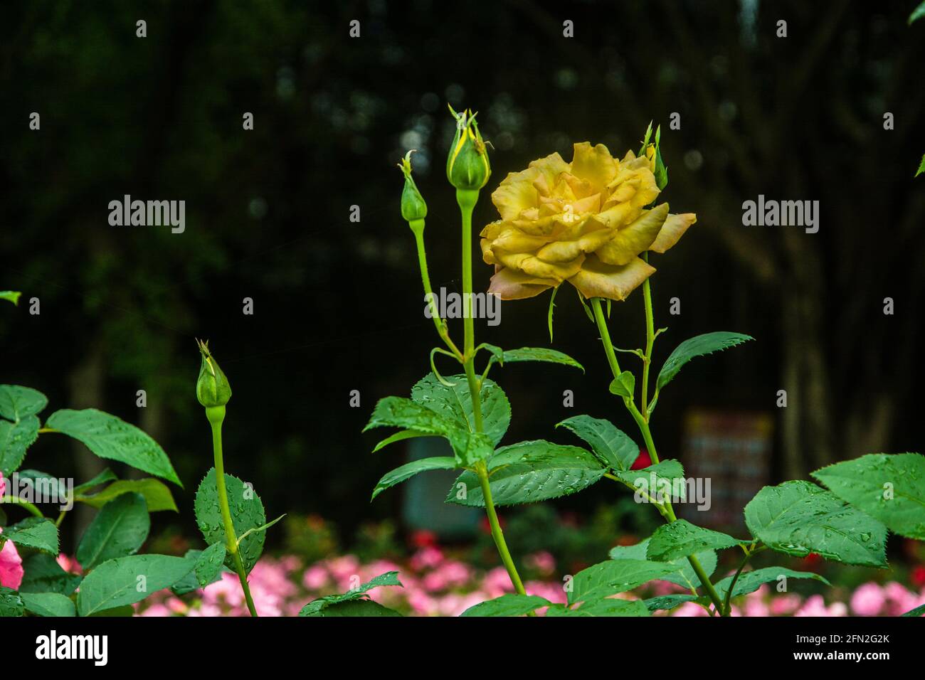 The blossoming Chinese rose flower closeup Stock Photo - Alamy