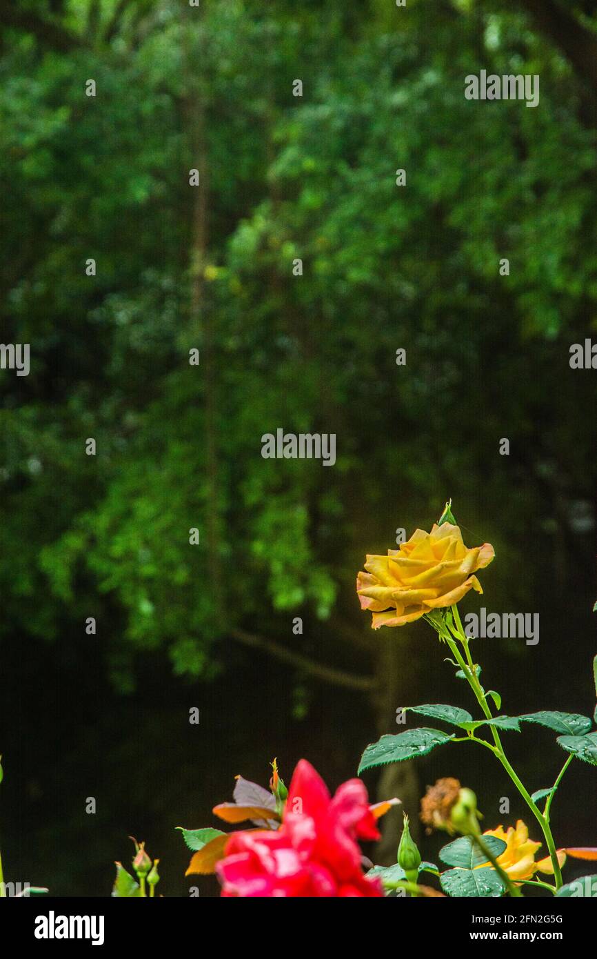 Chinese rose garden hi-res stock photography and images - Alamy