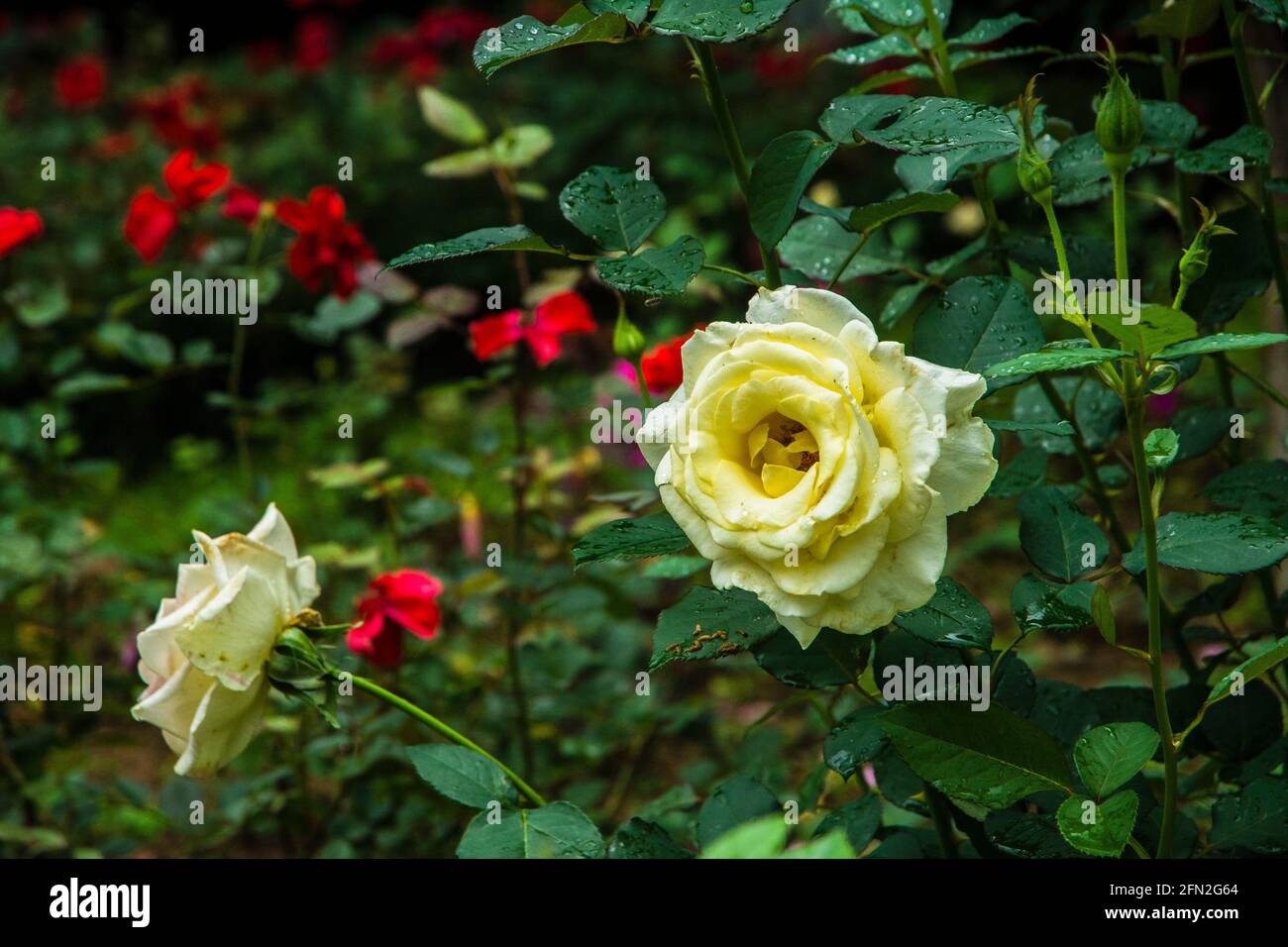 The blossoming Chinese rose flower closeup Stock Photo - Alamy