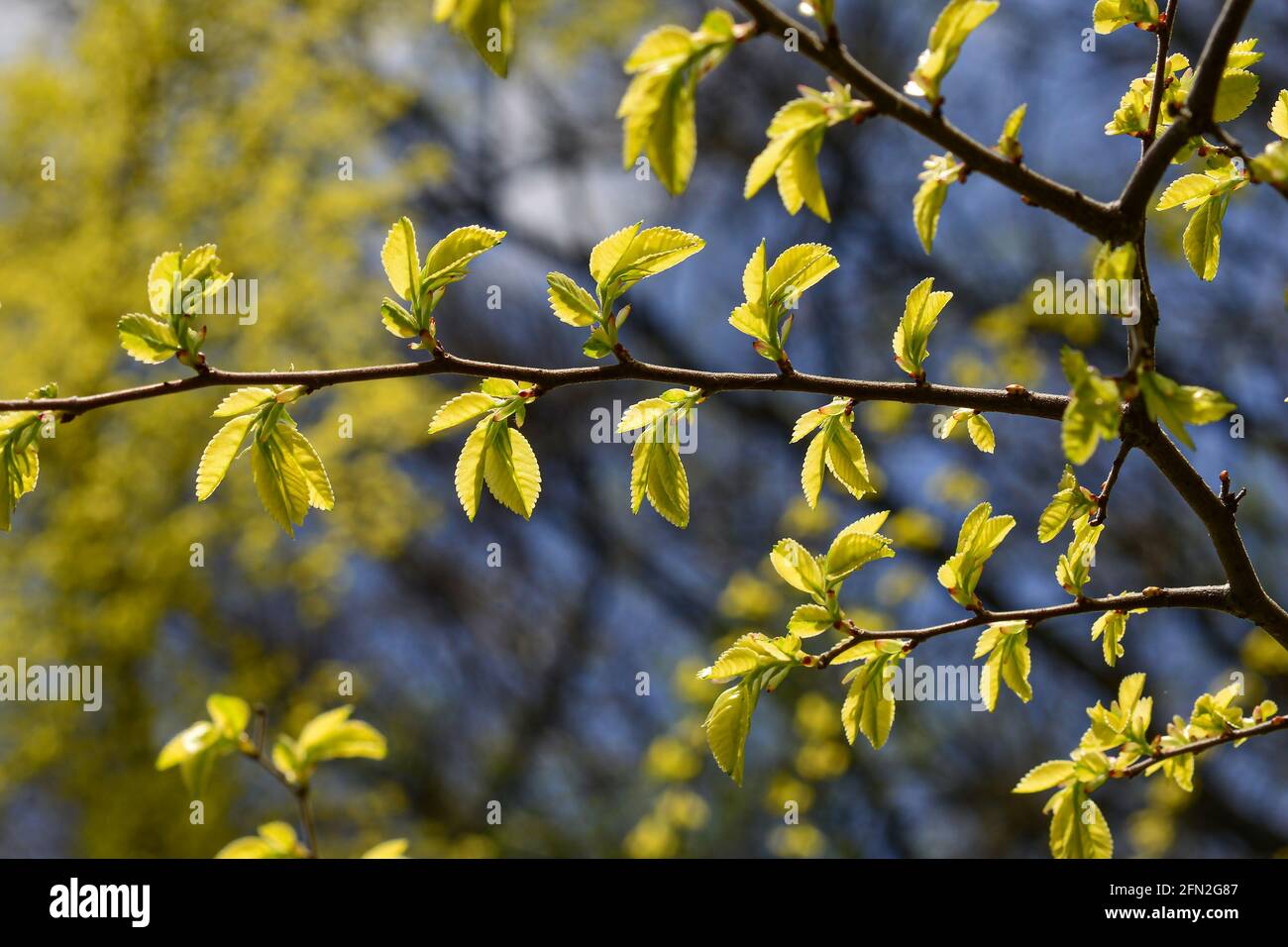 Chinese elm tree hi-res stock photography and images - Alamy