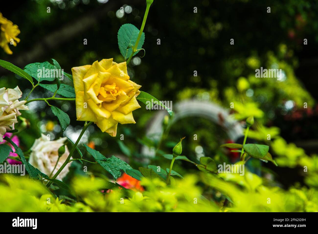 The blossoming Chinese rose flower closeup Stock Photo - Alamy