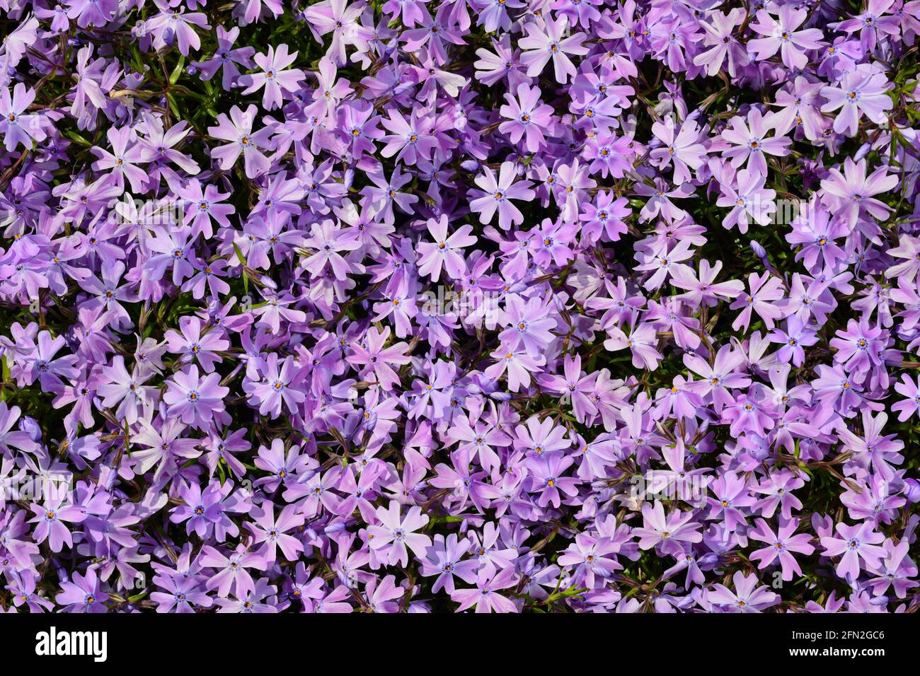 Phlox subulata purple beauty hi-res stock photography and images - Alamy