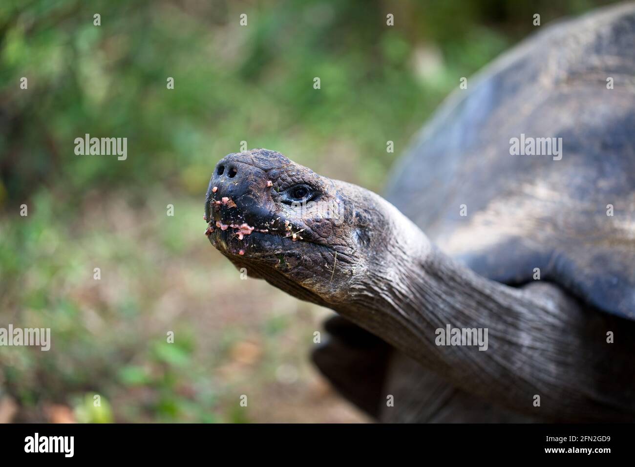 Long neck turtle hi-res stock photography and images - Alamy