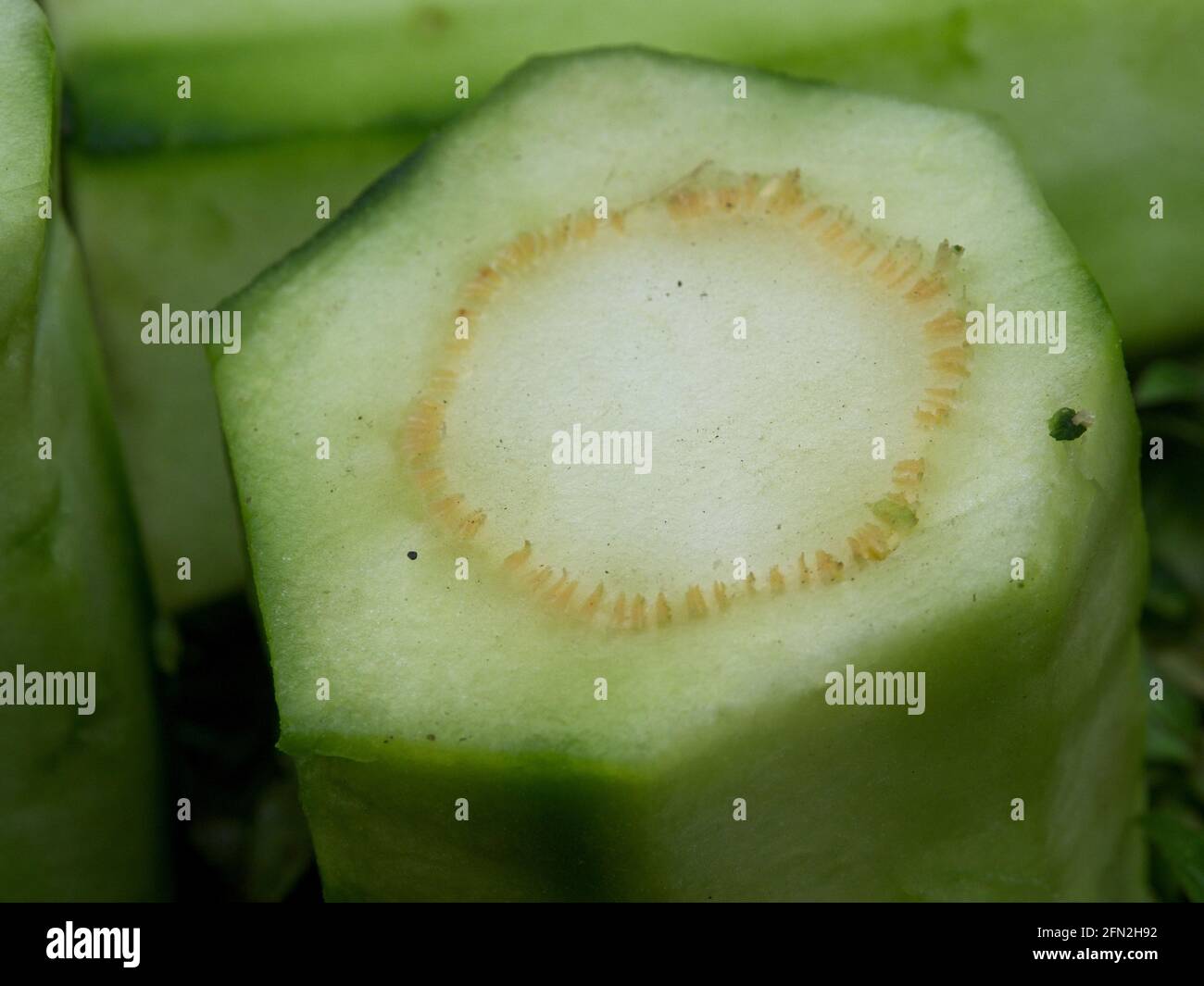 Closeup of wild medicinal plant San Pedro Cactus in preparation for ...