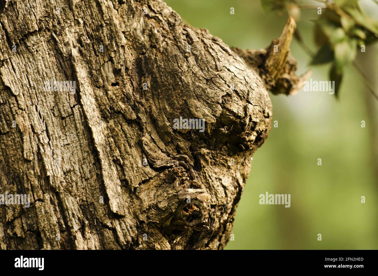 Closeup shot of a tree trunk with blurred bright green background in ...
