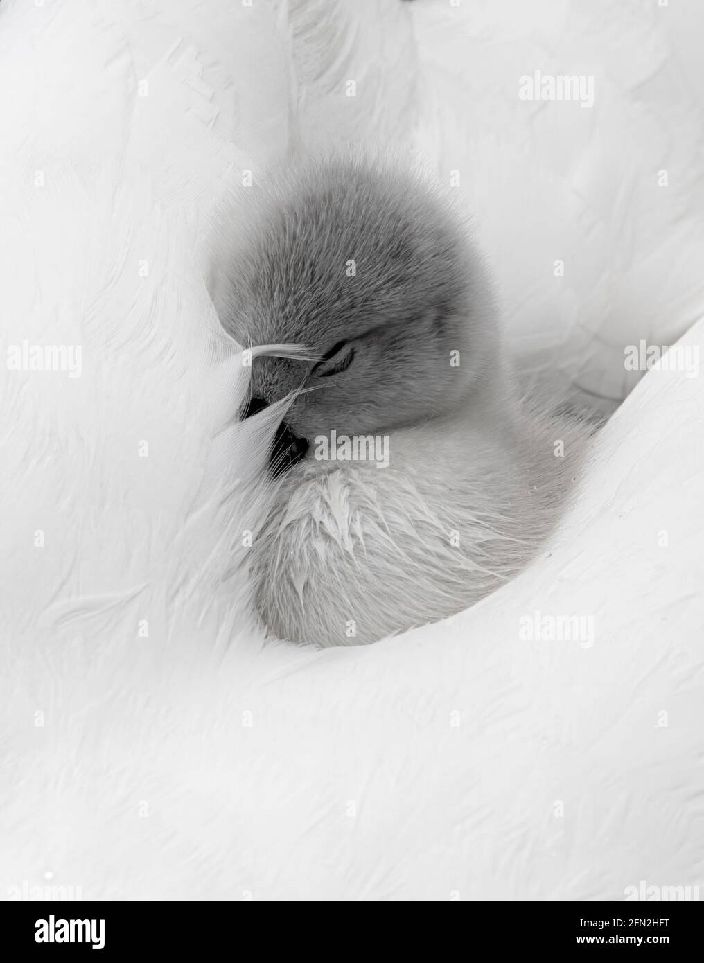 Illustration of a white duckling on a white background Stock Photo - Alamy