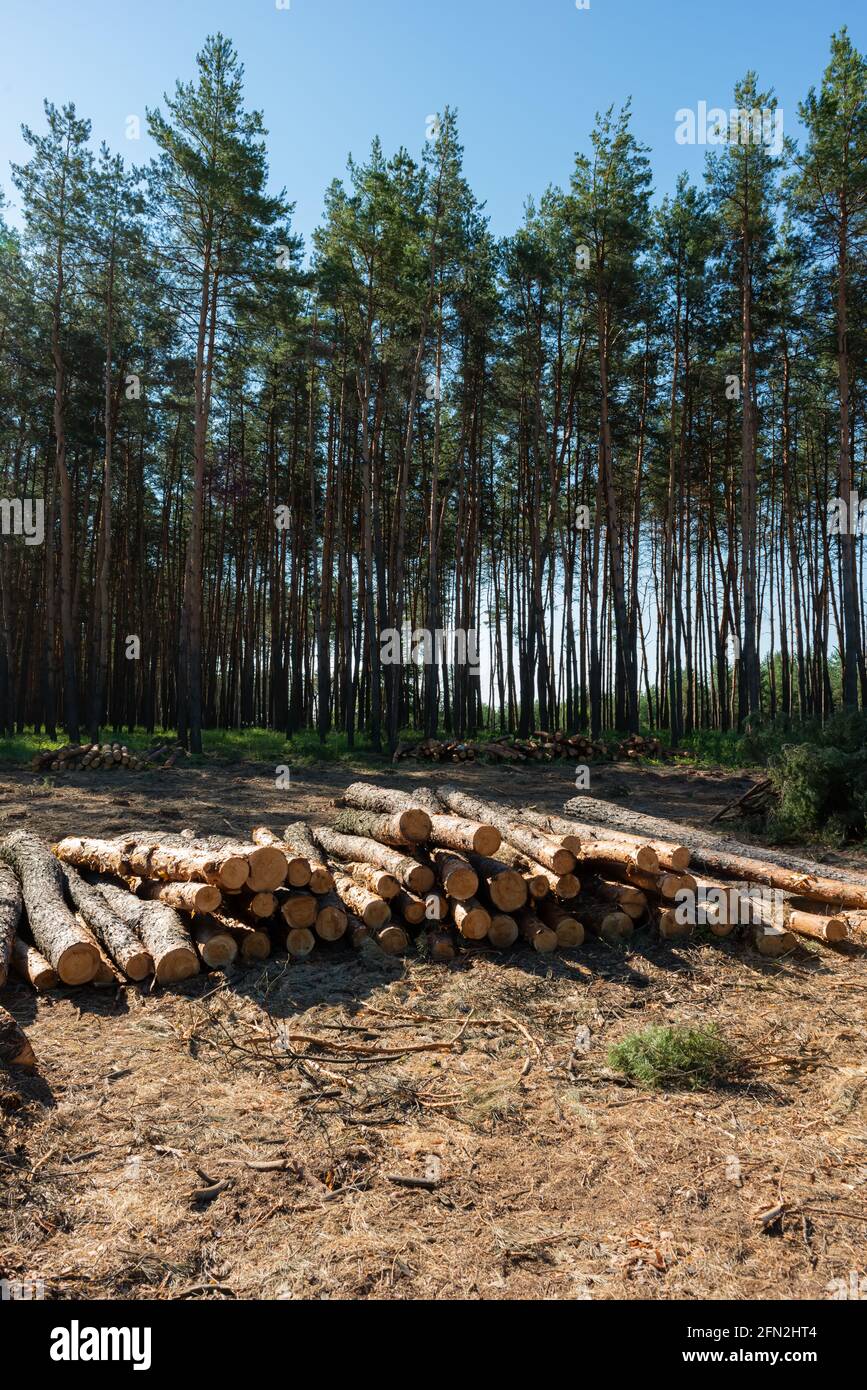 Uncontrolled deforestation hi-res stock photography and images - Alamy