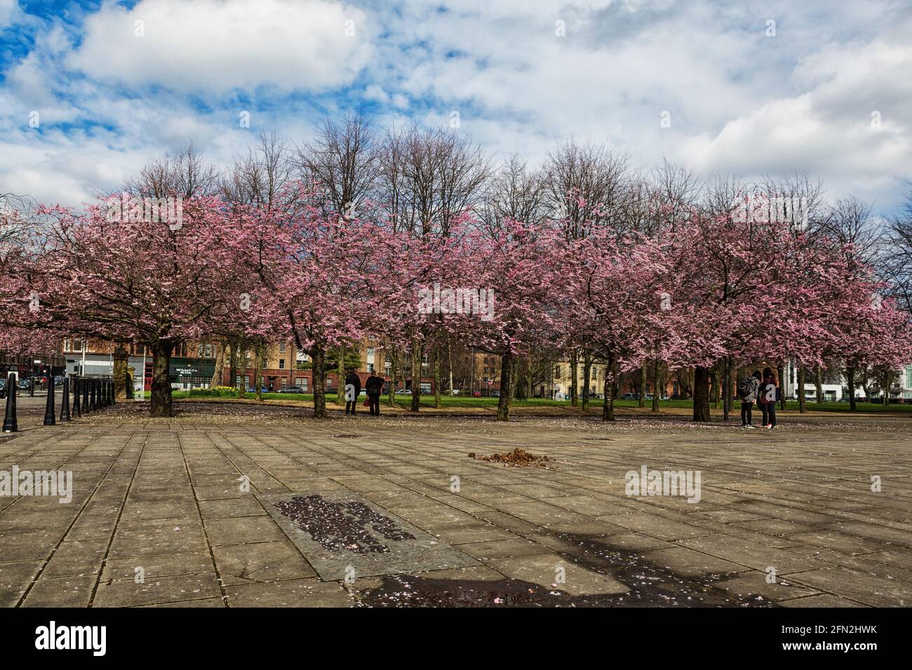 Spring glasgow blossom hi-res stock photography and images - Alamy