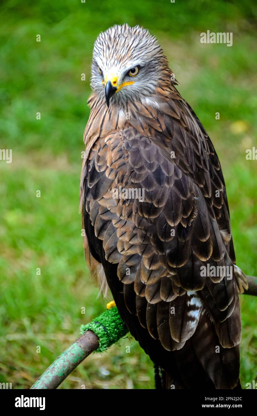 Selective focus of a Kite bird fiercely looking at something against a ...
