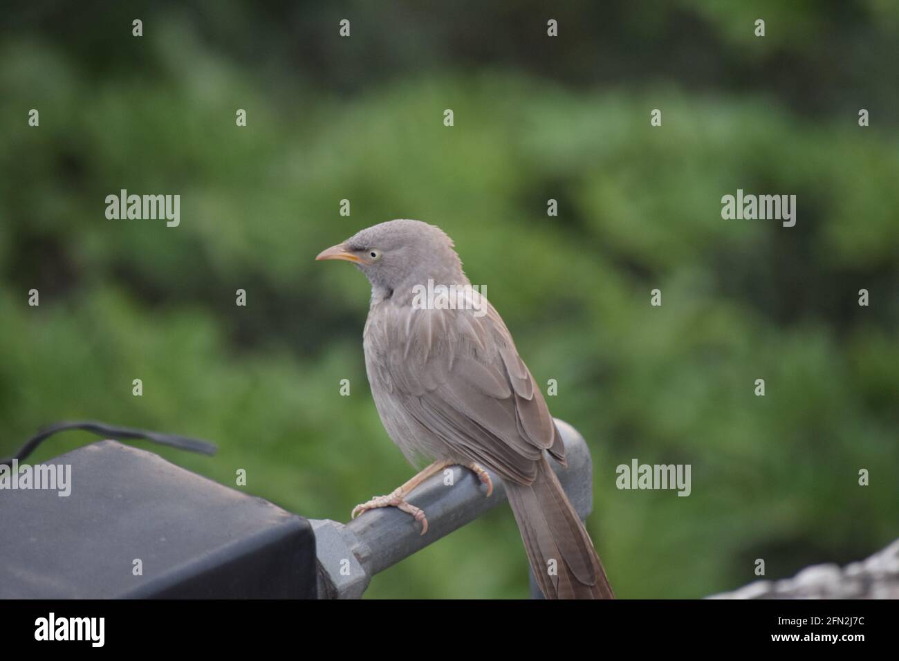 old world flycatchers, Chandigarh , India Stock Photo - Alamy