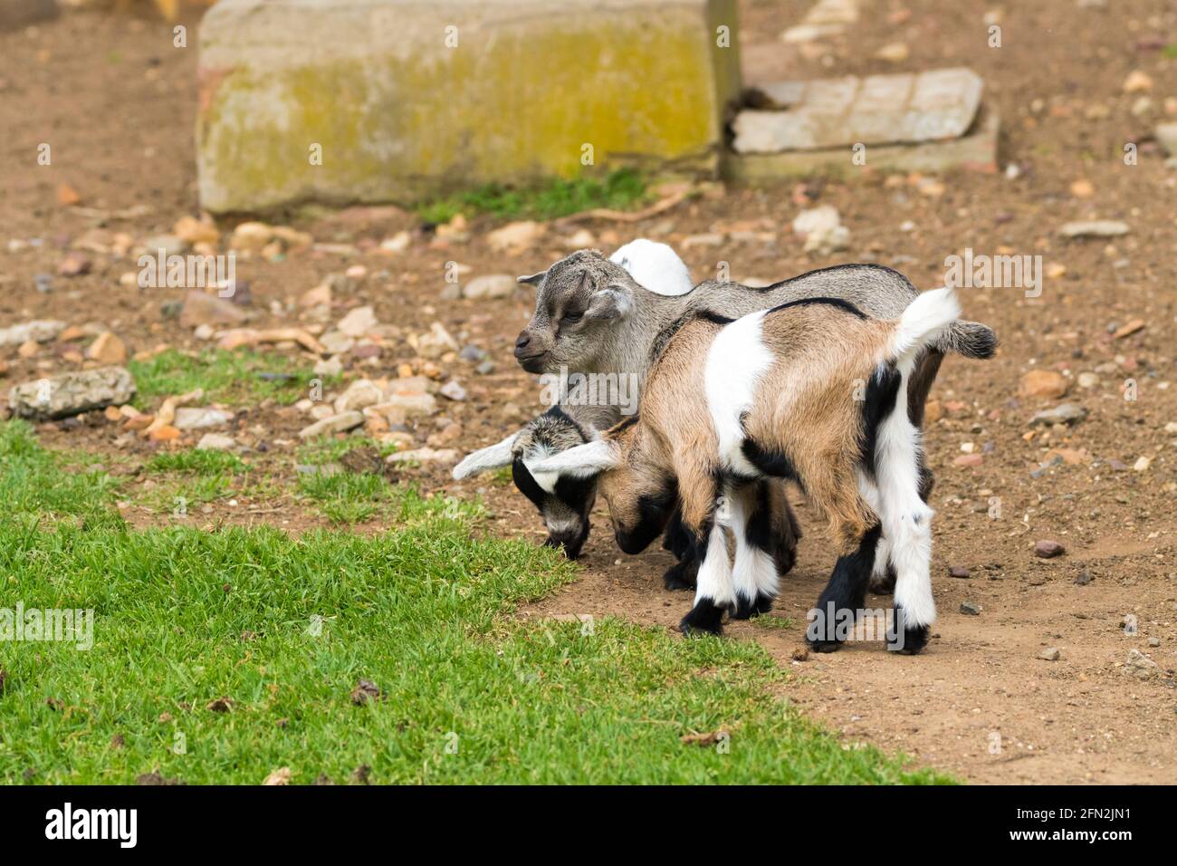 three baby goats, kid goats in a group which look adorable concept ...