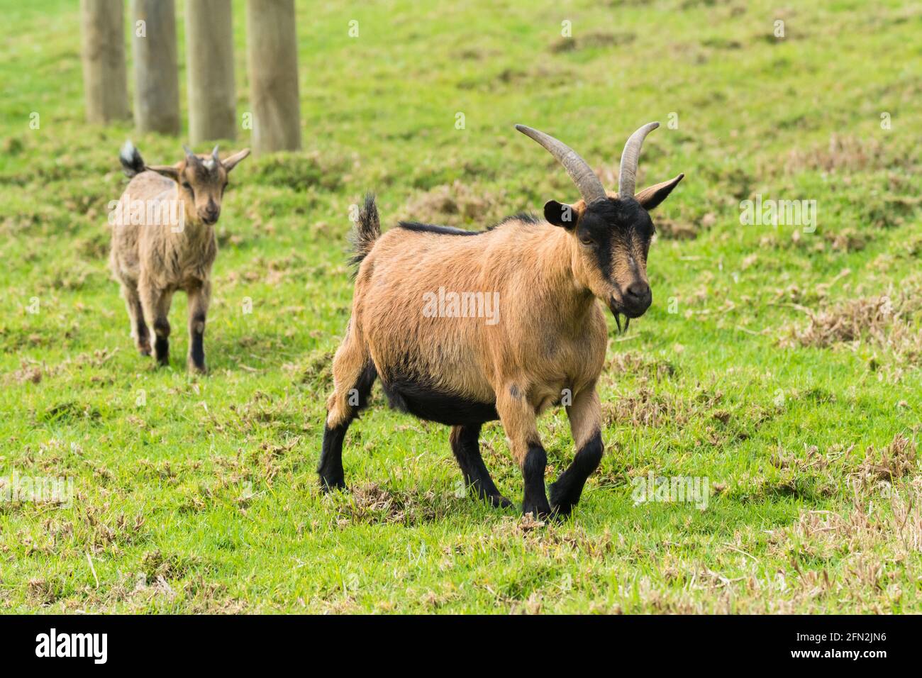 Nigerian dwarf goat hi-res stock photography and images - Alamy