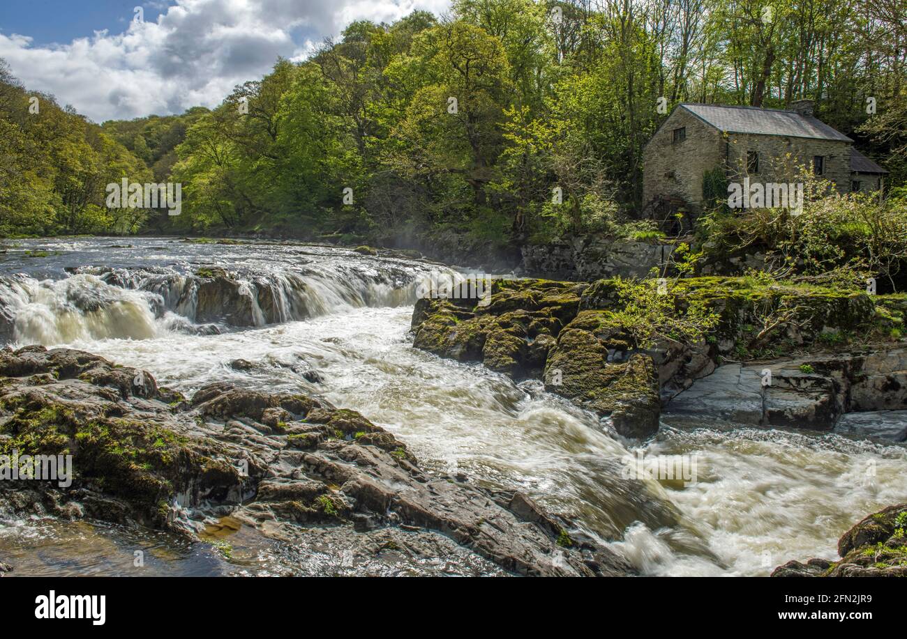 Cenarth falls hi-res stock photography and images - Alamy