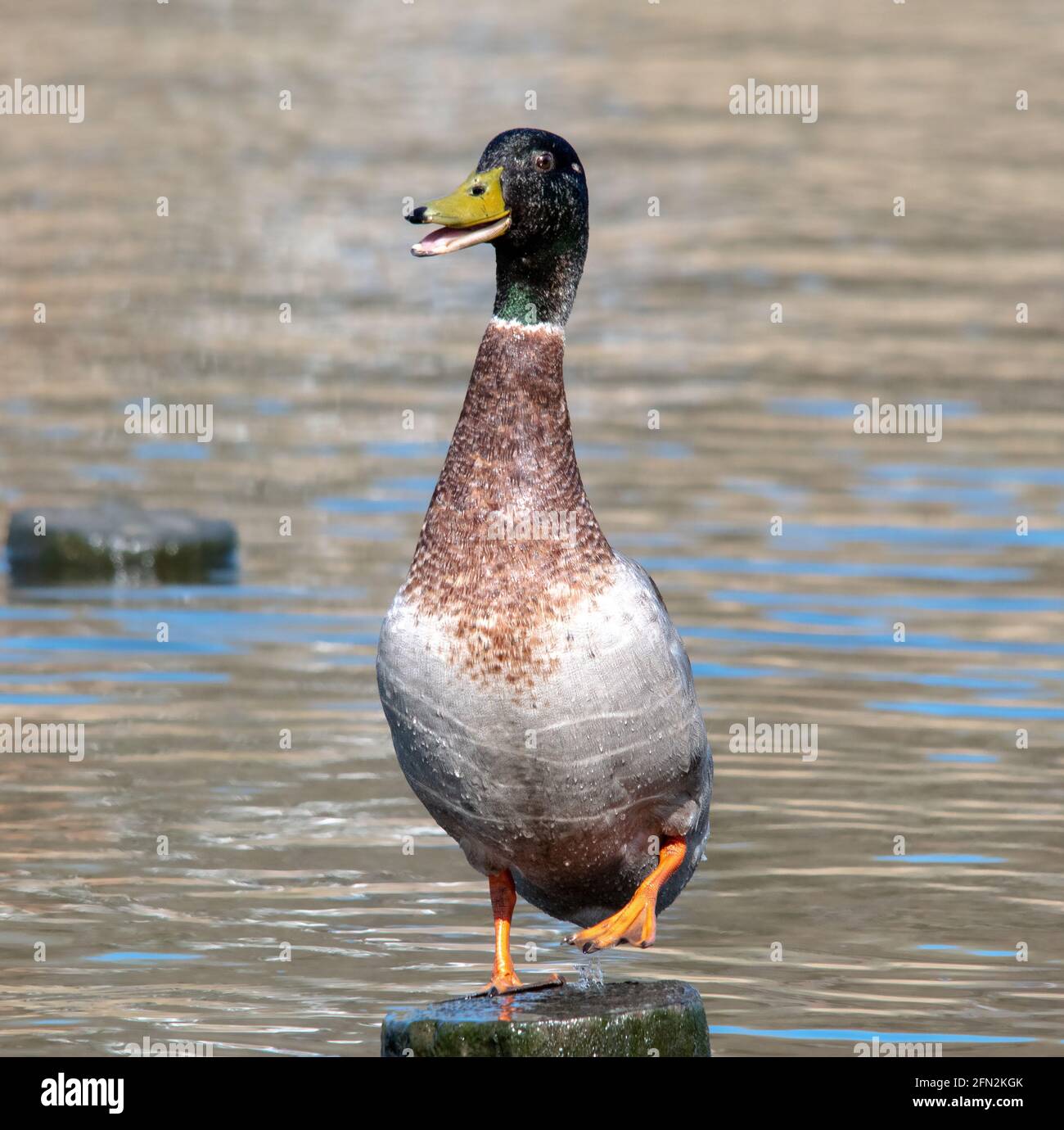 Happy animals funny hi-res stock photography and images - Alamy
