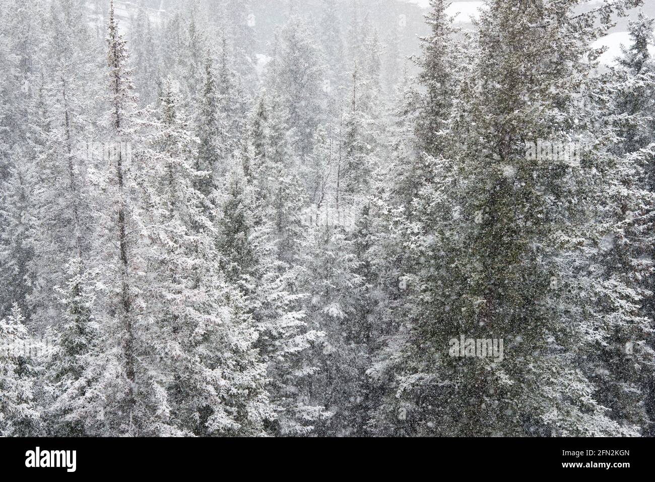 Beautiful winter view of a forest from above. Snowing over the pine ...
