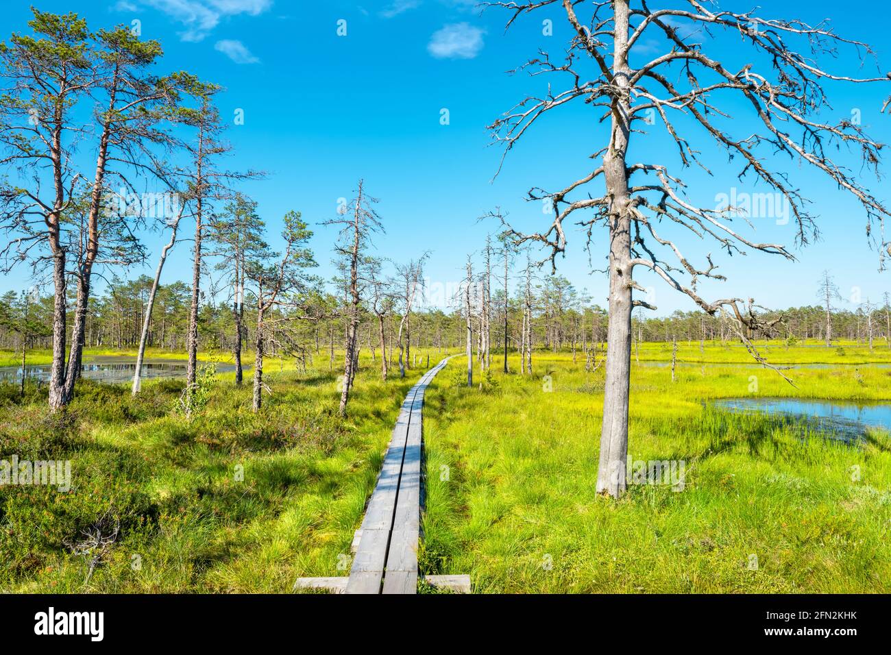 Swamp bog wetland boardwalk hi-res stock photography and images - Alamy