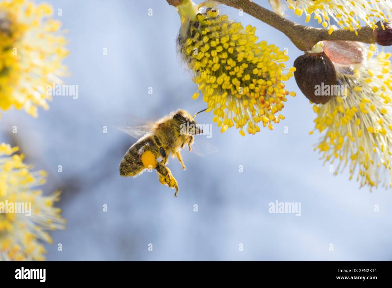 Honigbiene hi-res stock photography and images - Alamy