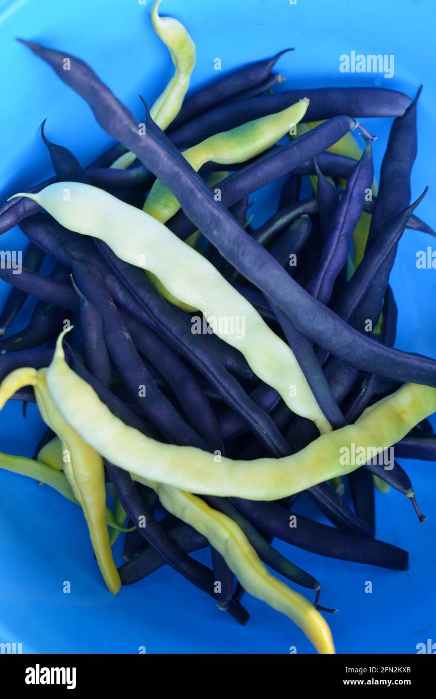 collected yellow and blue beans in a blue bowl Stock Photo - Alamy