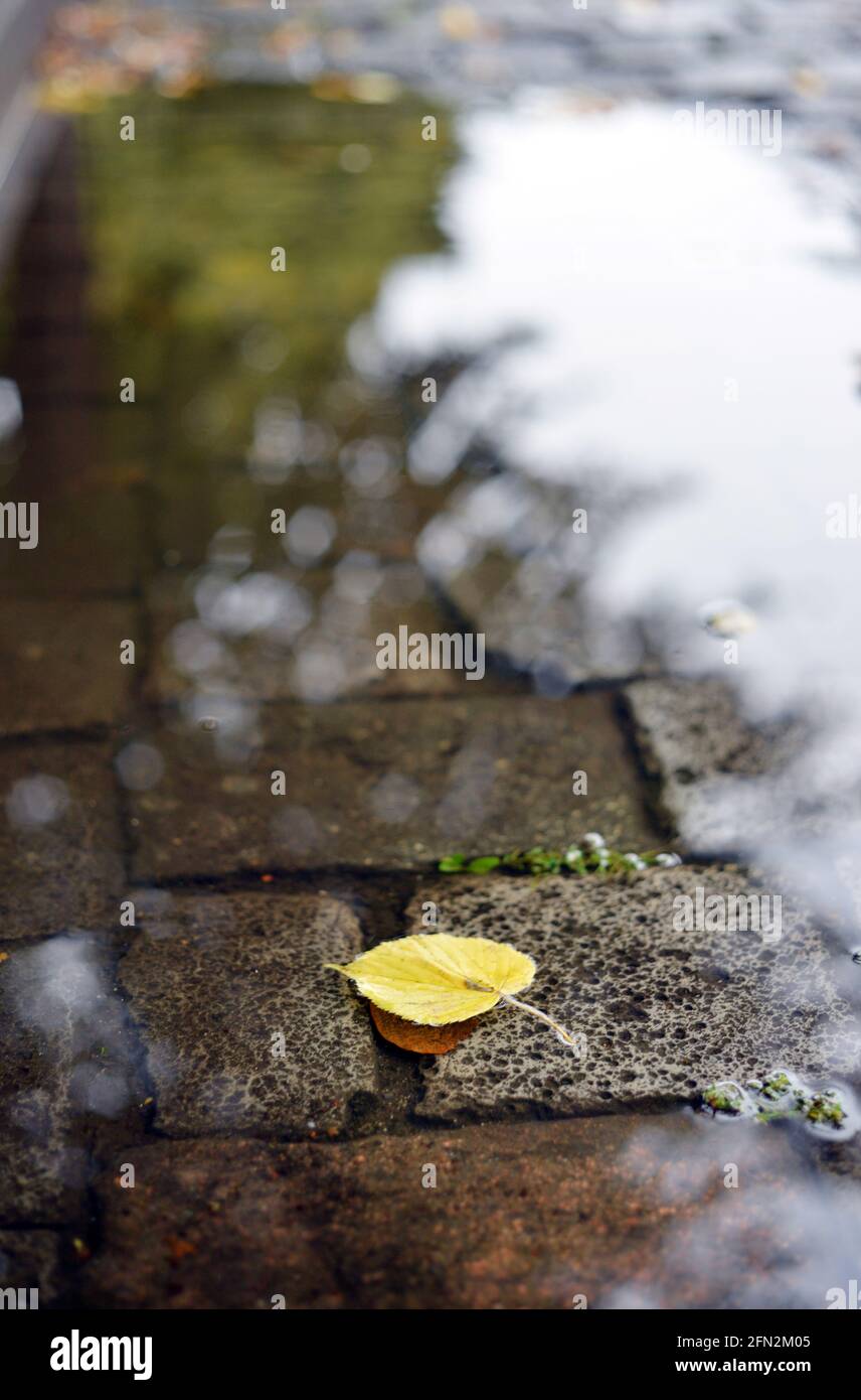 Sidewalk park rain puddle asphalt hi-res stock photography and images ...