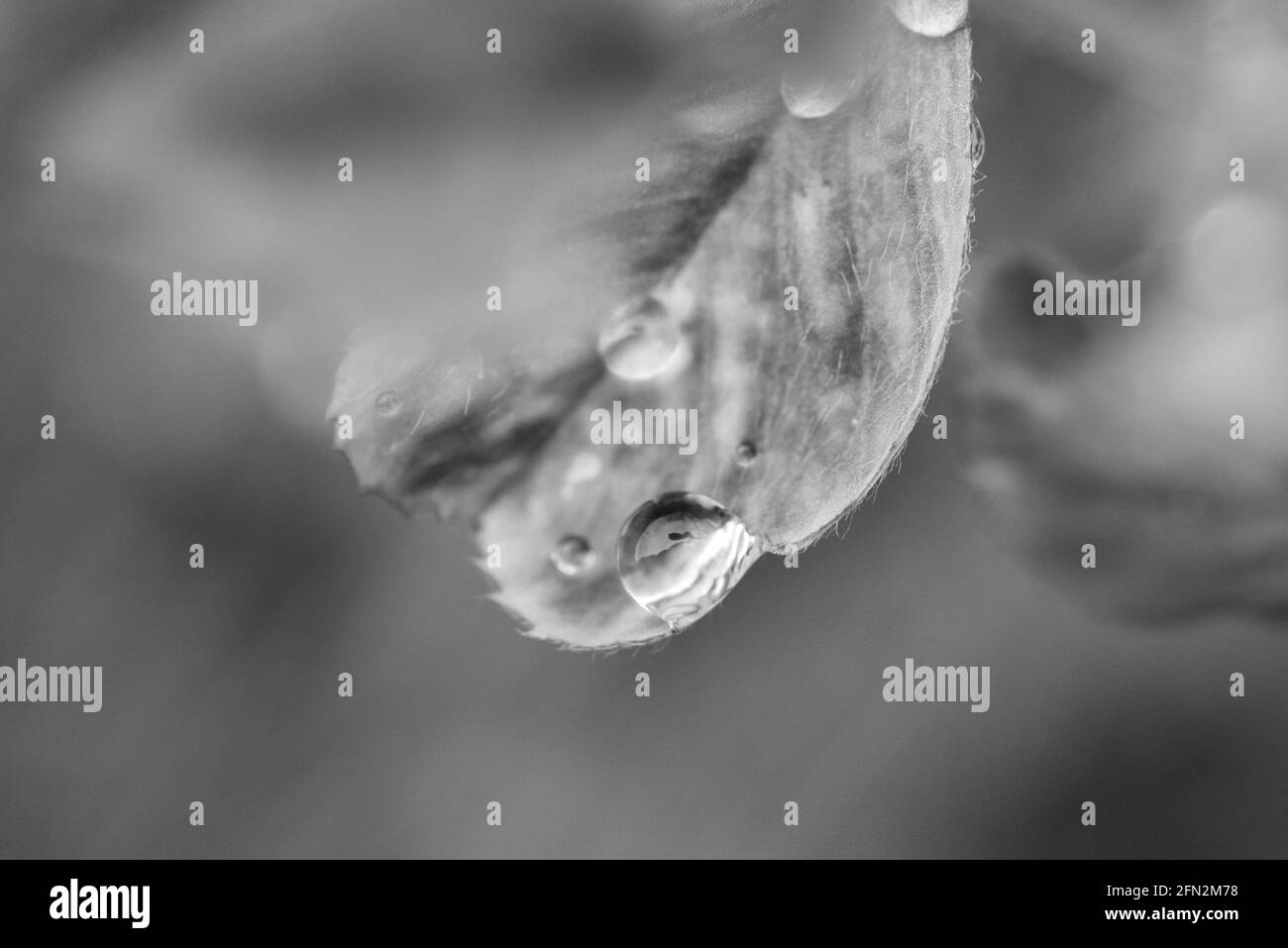 Waterdrop Black and White Stock Photos & Images - Alamy